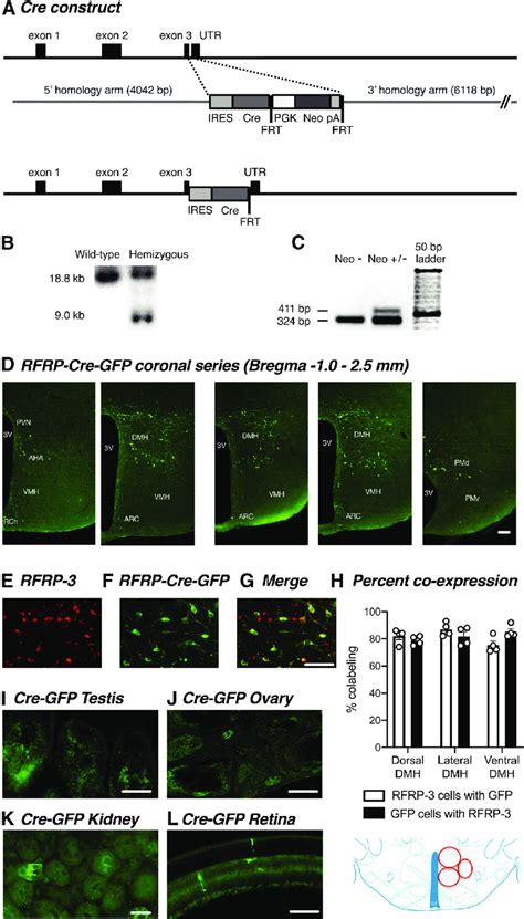 Generation And Validation Of A Novel Rfrp Cre Mouse Line A Schematic