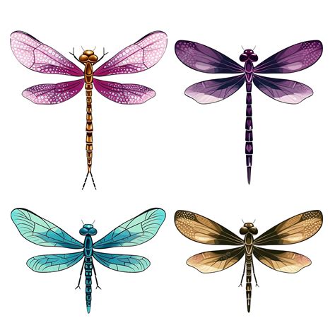 Beautiful Dragonflies With Colorful Wings Dragonfly Wing Insect Png