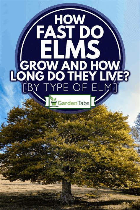 How Fast Do Elms Grow And How Long Do They Live [by Type Of Elm