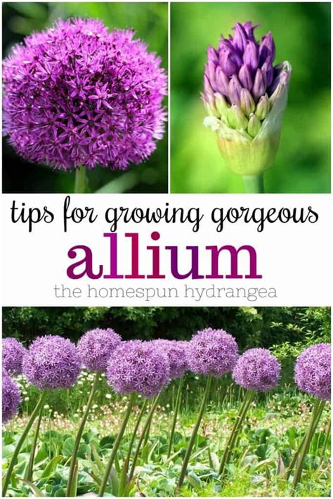 How To Grow Allium In Your Garden The Homespun Hydrangea