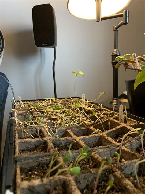 Wilted Seedlings Rindoorgarden