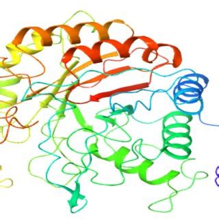 The Three Dimensional Structure Of The α Amylase Protein Download