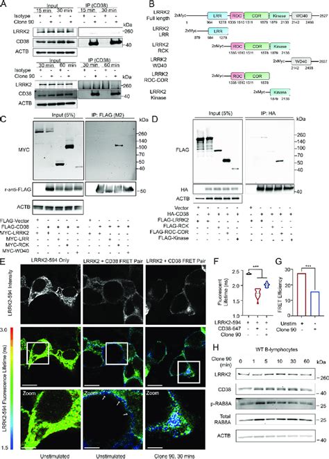 Cd38 And Lrrk2 Interact After Cd38 Activation A Download
