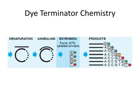 Ppt Automated Dna Sequencing Powerpoint Presentation Free Download