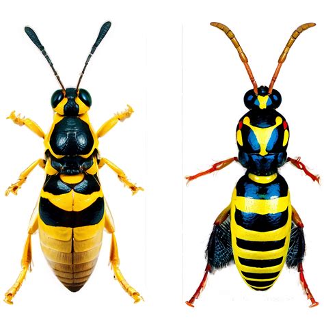 Download Wasp Species Comparison Png 05242024