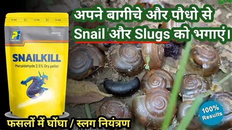 Snails Kill 200 000 At Jennifer Vidal Blog