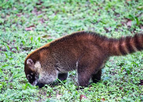 Ecological Biogeography