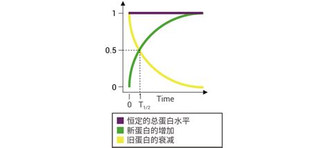 蛋白质半衰期的监测方案及常用方法环己酰亚胺chx介绍生物器材网