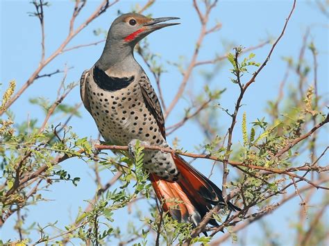 Northern Flicker Woodpecker