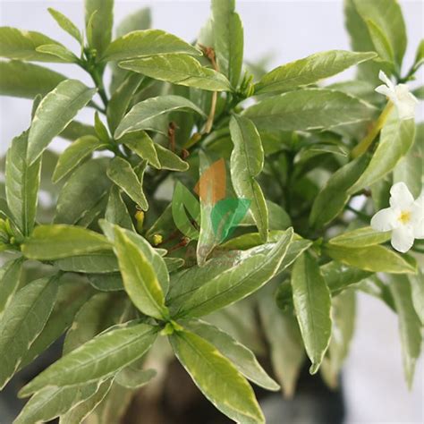 Jual Bibit Tanaman Hias Bunga Sabrina Agro Bibit Id