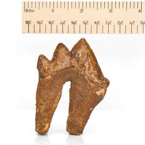 Fossilized Basilosaurus Tooth Cornerstone Minerals