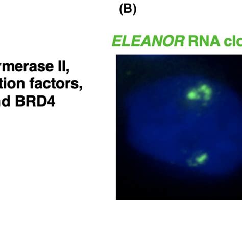 A Nucleosome Array Undergoes Llps A Dna Has A Negatively Charged