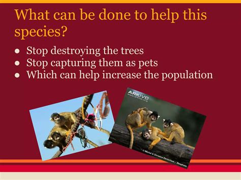 Olivia The Bolivian Squirrel Monkey 1 Ppt