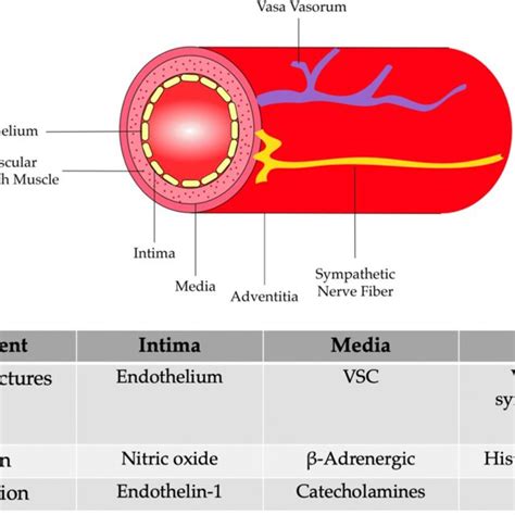 Vascular Compartments And Mediators Of Vascular Tone In Response To