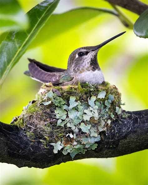 Wildlife — Tj Watt Photography Blog — Tj Watt Photography