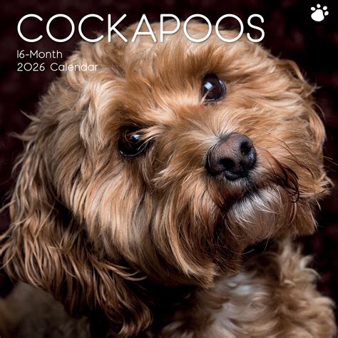Paw Prints Cockapoos 2026 Square Wall Calendar