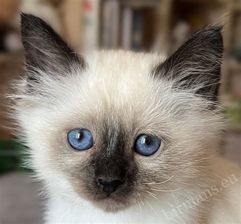 Available Sacred Birman Kittens In Europe Springsummer 2026 Birman