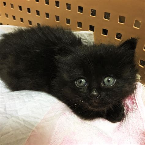 黒猫かわいい！！！ Cat 猫 子猫 仙台 Ikoana Flickr