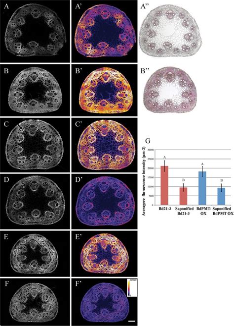 Basic Fuchsin Staining Increases Over The Course Of B Distachyon Download Scientific Diagram