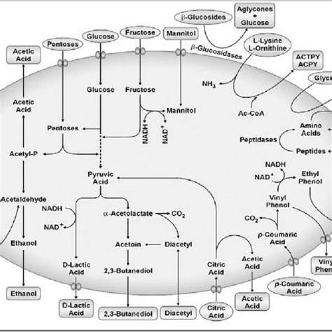 Pdf Malolactic Fermentation The Abcʼs Of Mlf