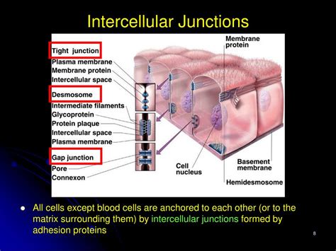 Ppt Histology Powerpoint Presentation Free Download Id6073286