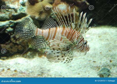 Devil Firefish Stock Image Image Of Coral Maldivian 12129721
