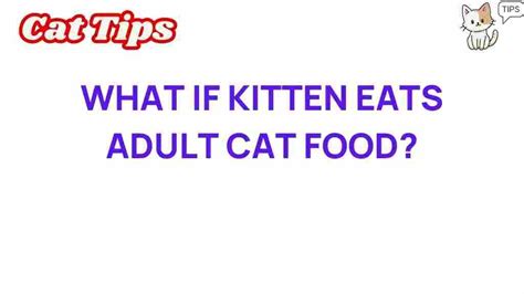What Happens When A Kitten Eats Adult Cat Food The Surprising Truth Revealed
