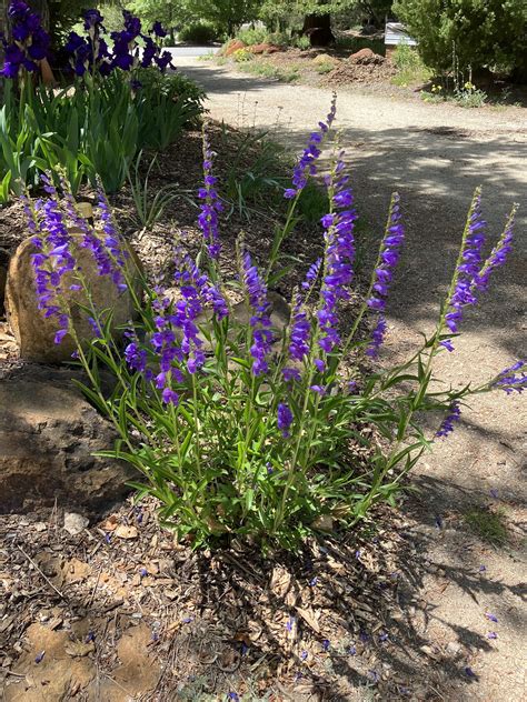Joanne Skelly The Joy Of Penstemons Carson Citys Trusted News Source Since 1865