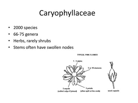 Ppt Caryophyllaceae Powerpoint Presentation Free Download Id1843784