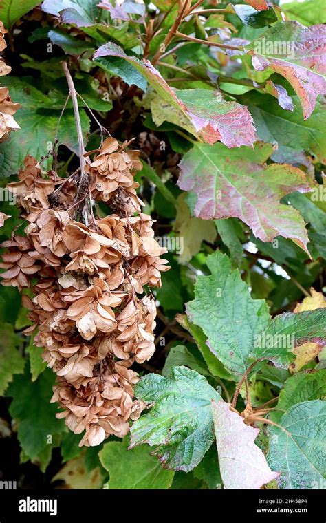 Hydrangea Quercifolia ‘snowflake Oak Leaved Hydrangea Snowflake