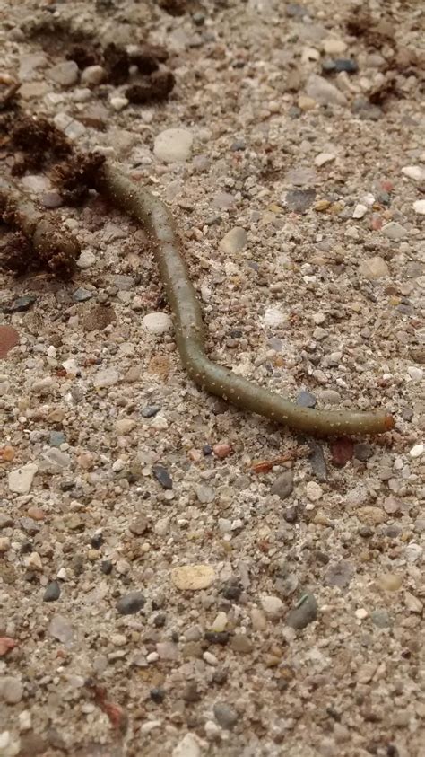 Gray Green Earthworm Dug Up In Michigan Ive Never Seen One This Color