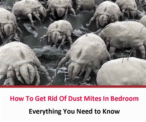 How To Get Rid Of Dust Mites In The Bedroom All About Dust Mites