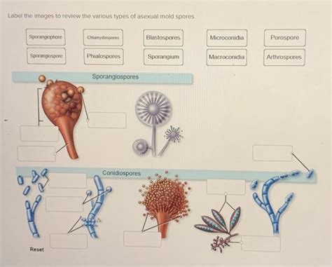 Solved Label The Images To Review The Various Types Of