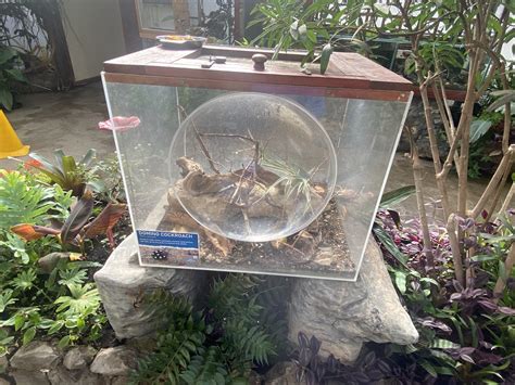 Butterfly Walkthrough Domino Cockroach Exhibit 230922 Zoochat