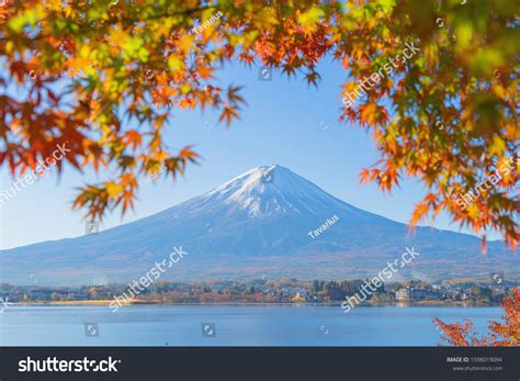669 Lake Kawaguchi Maple Leaf Corridor 图片、库存照片和矢量图 Shutterstock