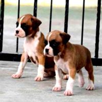 German Vs American Boxer