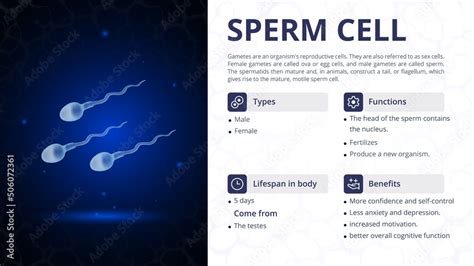 Structure Function And Types Of Sperm Cell Vector Image Design Stock