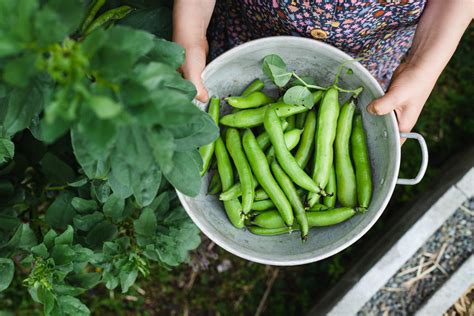 Spring Risotto With Broad Bean Pesto Homegrown Kitchen