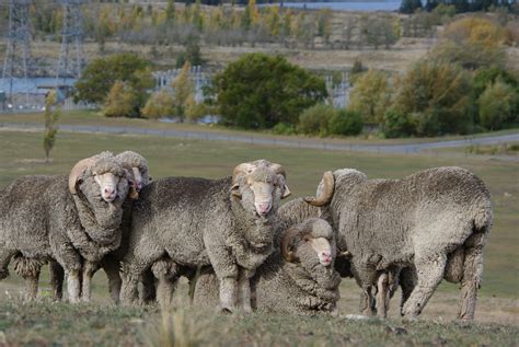 Traditional Merino Sheep — Science Learning Hub