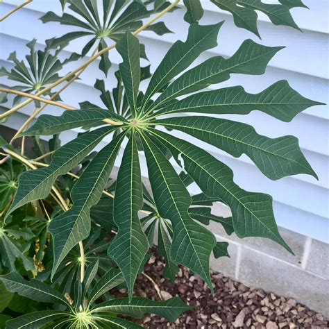 Dc Tropics The Beautiful Foliage Of Hardy Tapioca Manihot Grahamii Facebook
