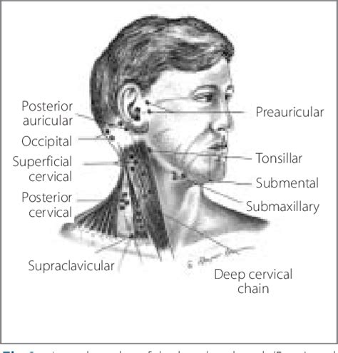 Posterior Cervical Lymph Nodes