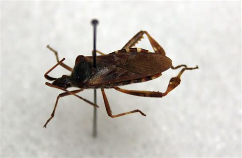 Hemiptera Heteroptera Terrestrial Families Unbc Biol 322 Entomology