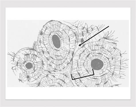 Osteon Structures Within Compact Bone Quiz