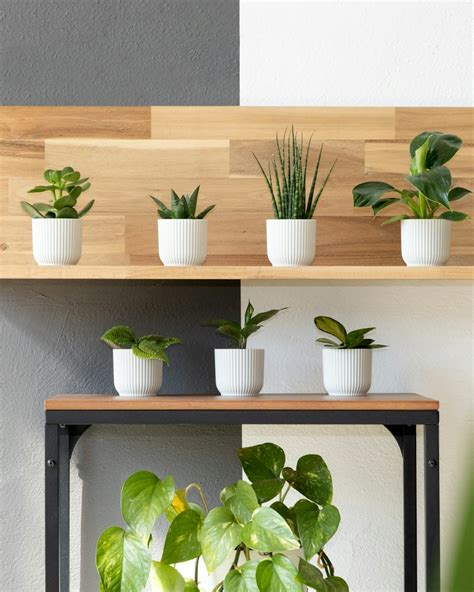 Imágenes De Plantas Bebes Descarga Imágenes Gratuitas En Unsplash