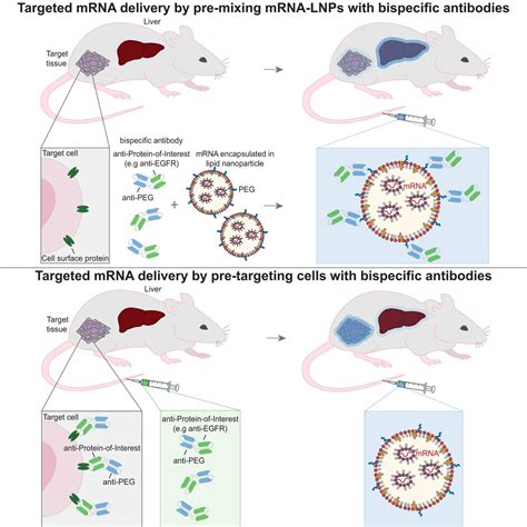 Targeted Mrna Delivery With Bispecific Antibodies That Tether Lnps To