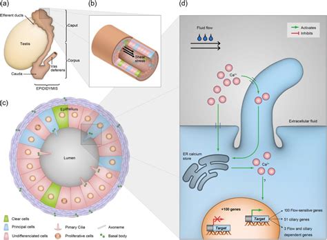 Shear Stress Effects On Epididymal Epithelial Cell Via Primary Cilia