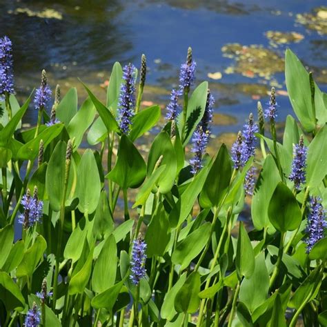 Caring For Pickerelweeds How To Grow Pickerel Rush Pond Plants