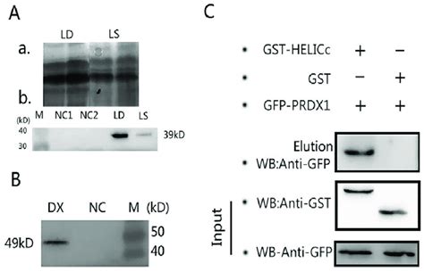 A Gst Pull Down Assay Of Helicc And Prdx1 Sodium Dodecyl