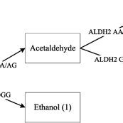 Effect Of Adh2 And Aldh2 Genotype On Alcohol Metabolism In Human