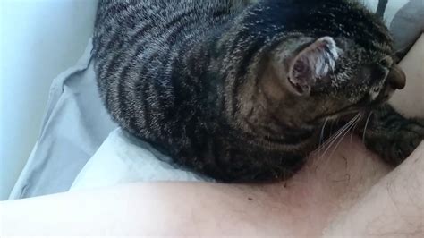 Cute Funny Cat Licking My Armpit Youtube